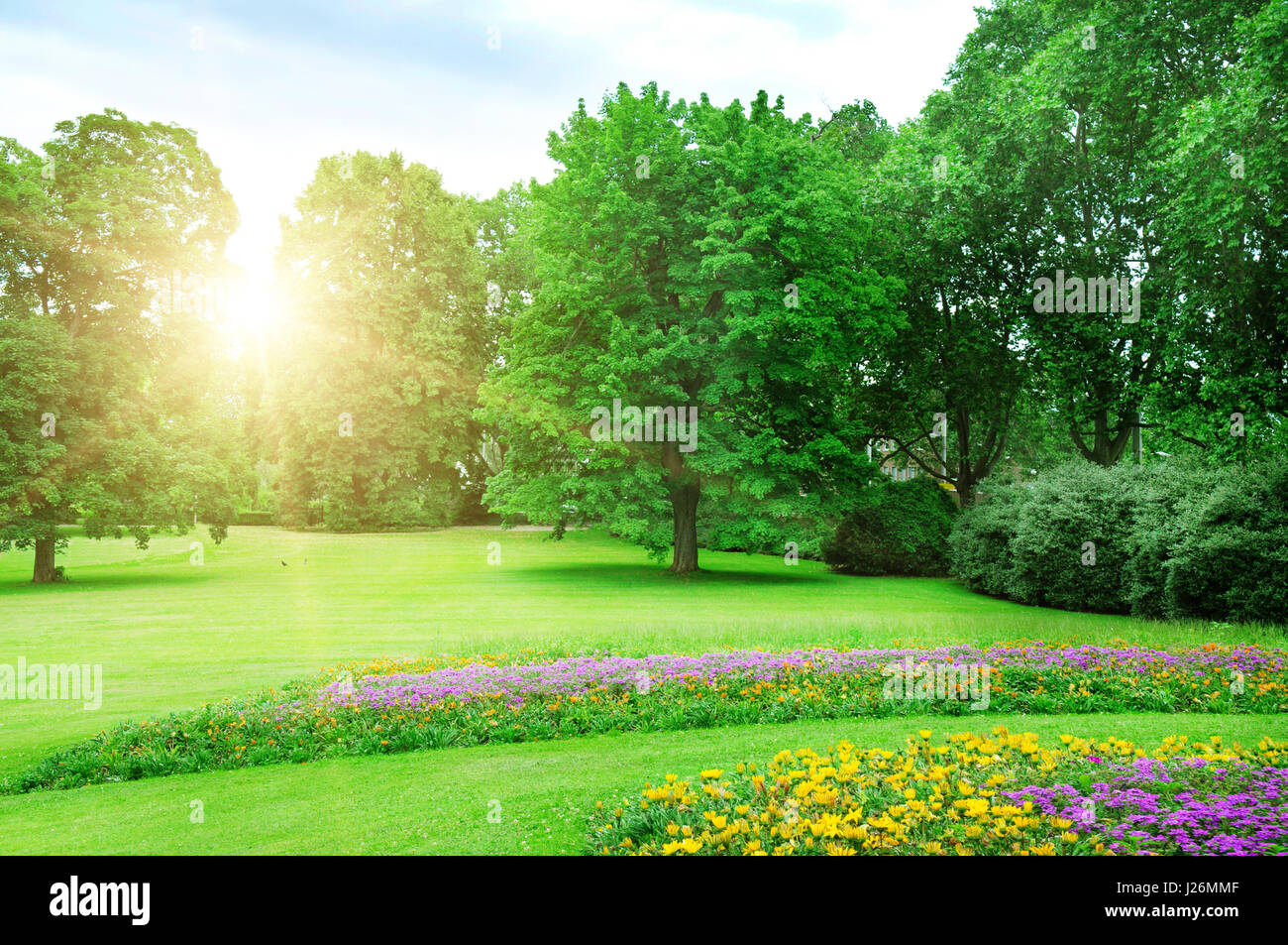 sunrise in beautiful summer park Stock Photo - Alamy
