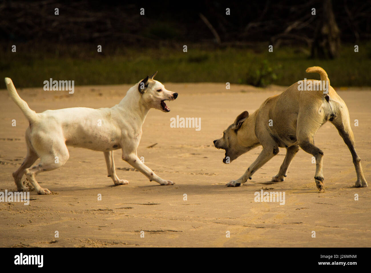 Two dogs playing or fighting on the beach Stock Photo - Alamy