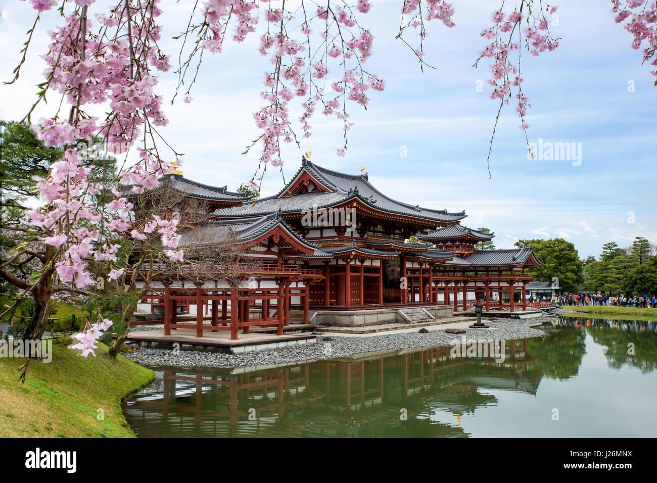 Byodo-in Temple in Uji, Kyoto, Japan during spring. Cherry blossom in ...