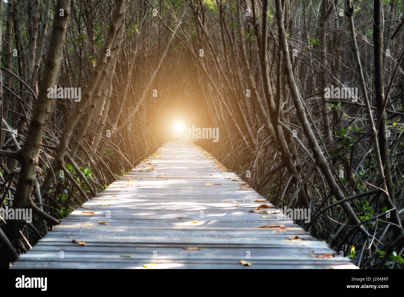 Tree tunnel garden path hi-res stock photography and images - Alamy
