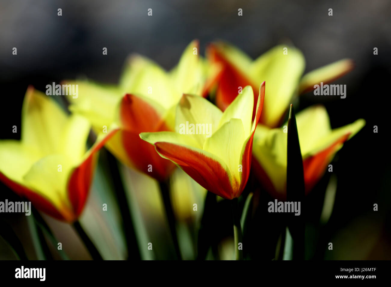 Tulpe gelb rot Stock Photo - Alamy