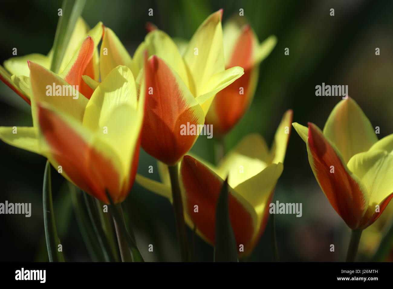 Tulpe gelb rot Stock Photo - Alamy