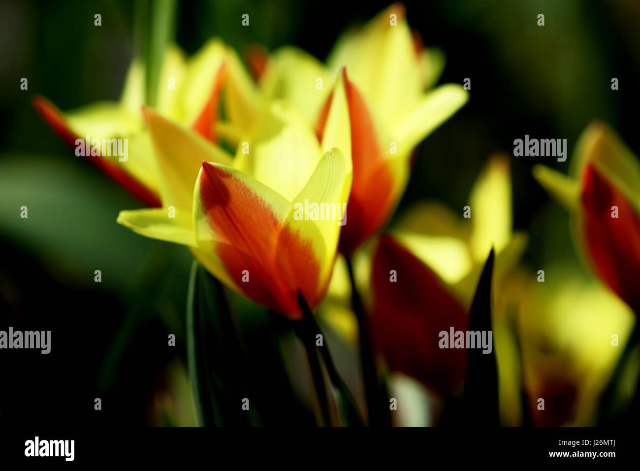 Gelb rot hi-res stock photography and images - Alamy