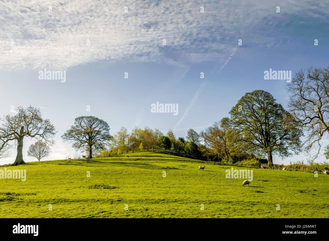 Spring meadow green tree hi-res stock photography and images - Alamy