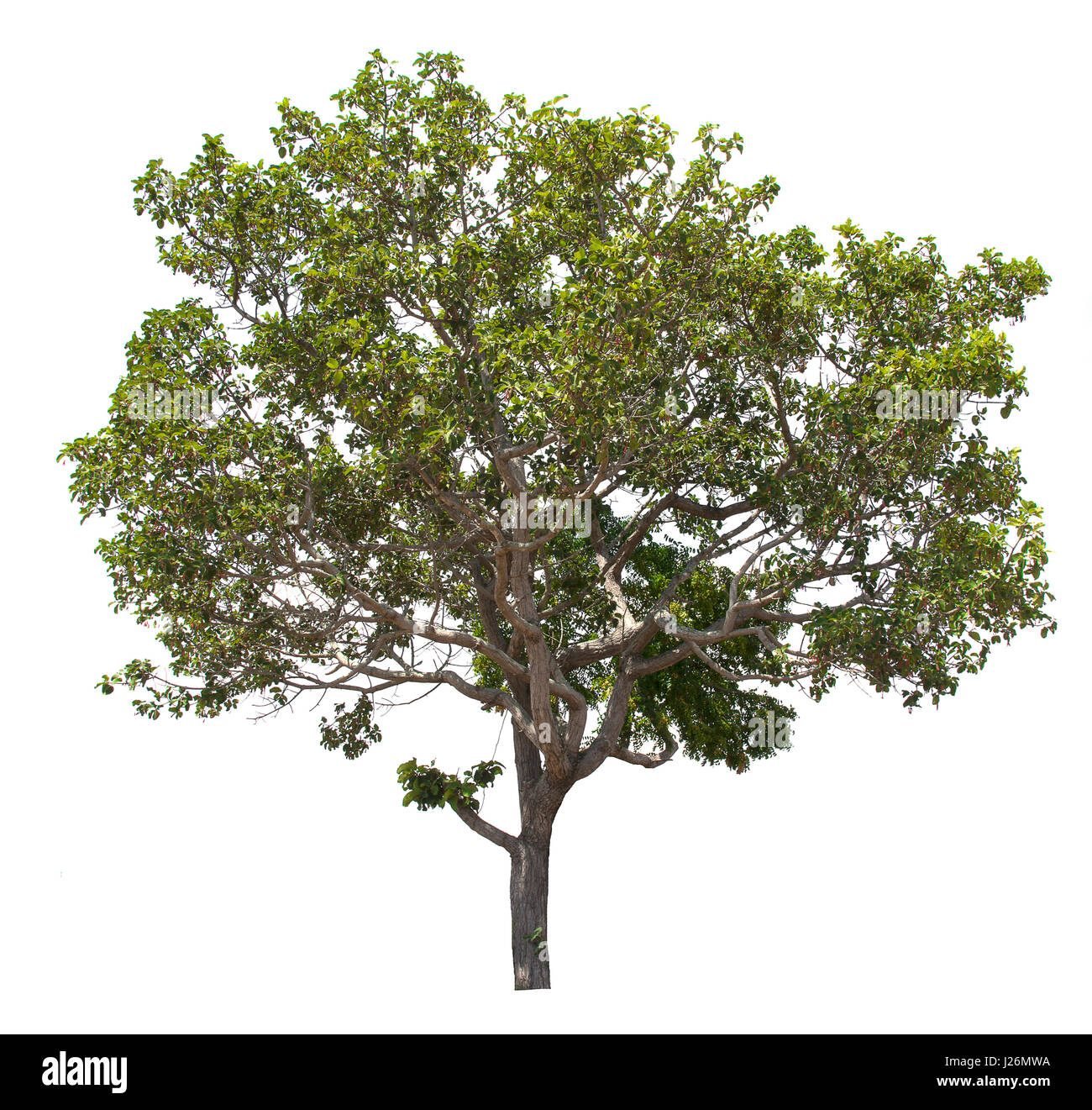 Isolated tree on white background Stock Photo - Alamy