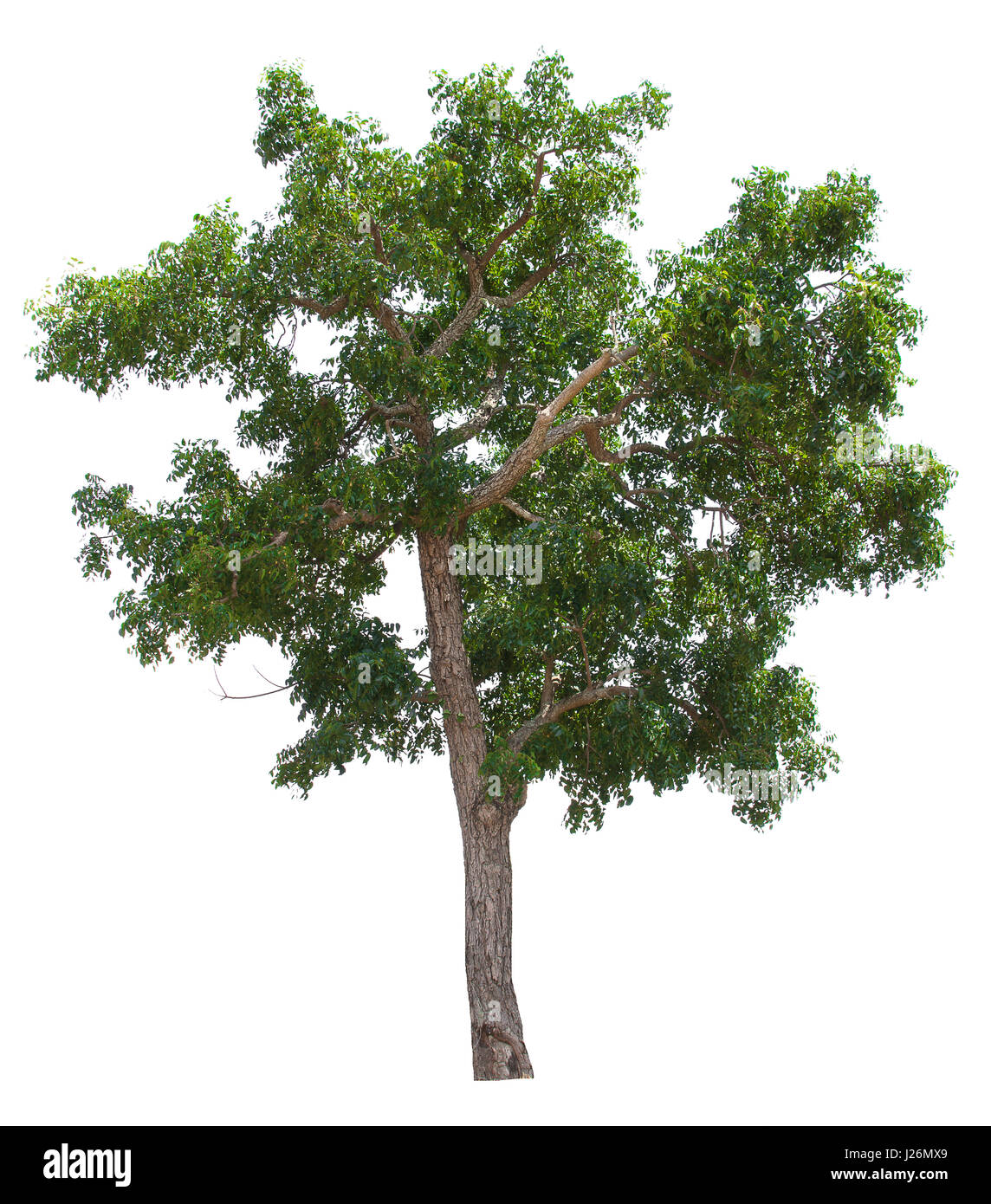 Isolated tree on white background Stock Photo - Alamy