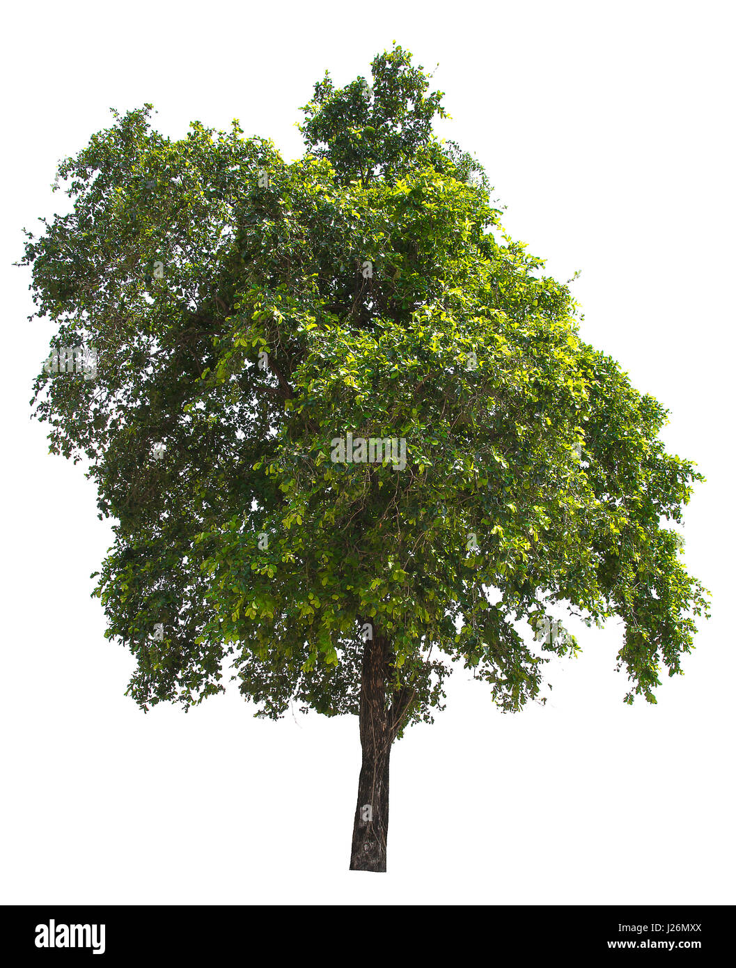 Isolated tree on white background Stock Photo - Alamy