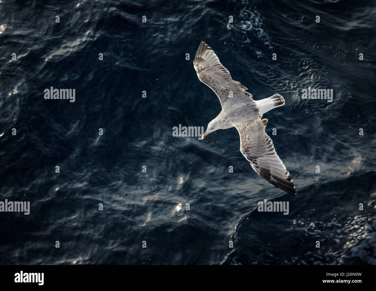 Seagull flying with clouds above hi-res stock photography and images ...