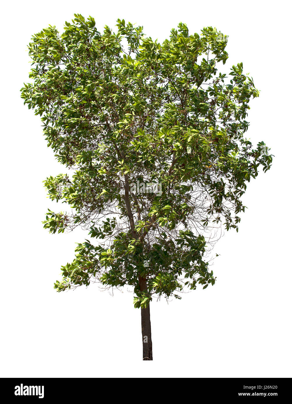 Isolated tree on white background Stock Photo - Alamy