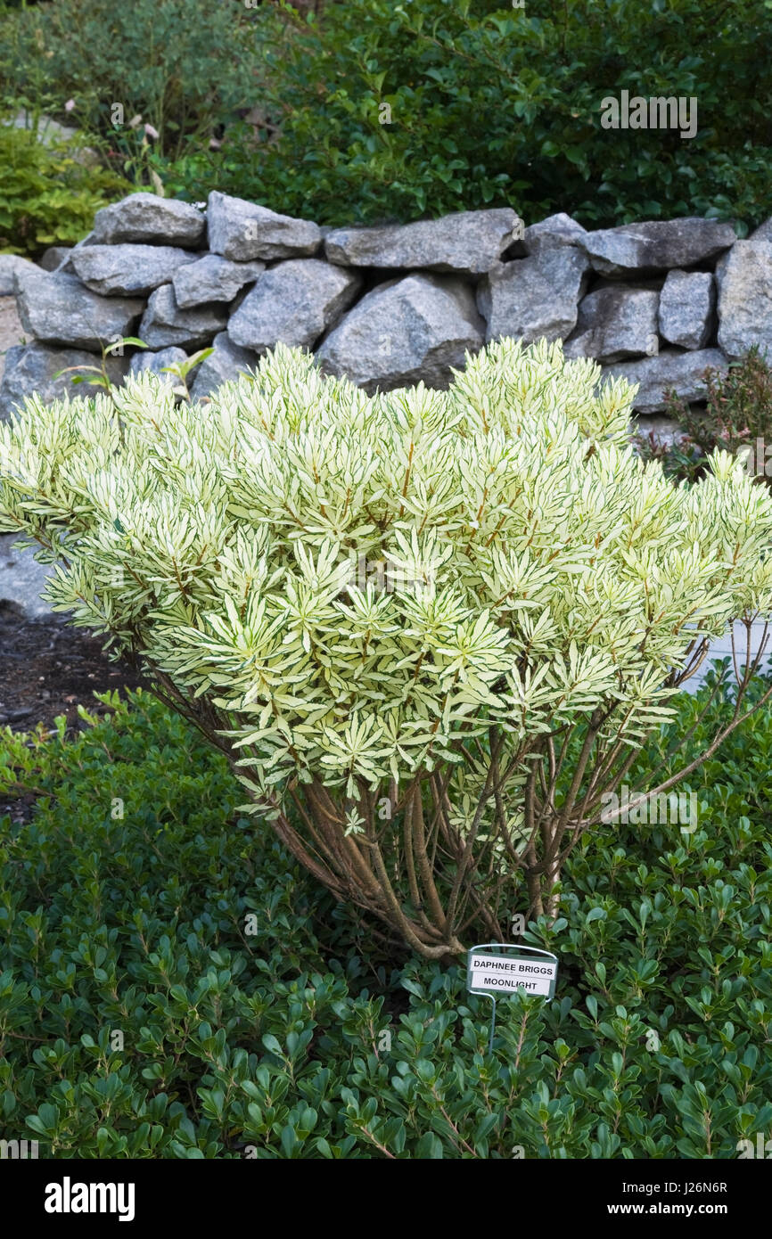 Close-up of a Daphnee Briggs Moonlight shrub in a landscaped front yard ...