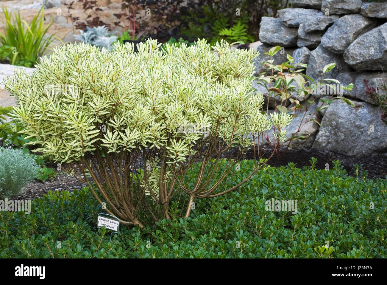 Briggs moonlight hi-res stock photography and images - Alamy