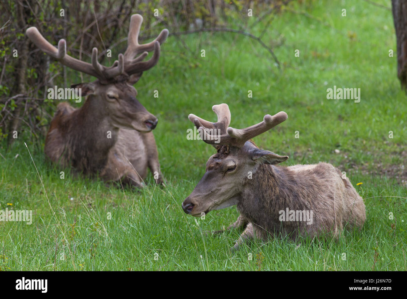 Italy deer hi-res stock photography and images - Alamy