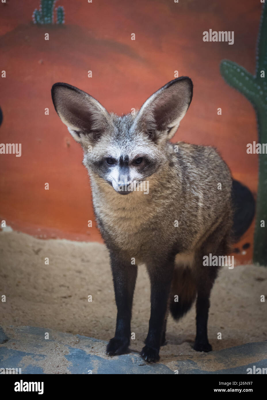Bat eared fox Stock Photo - Alamy