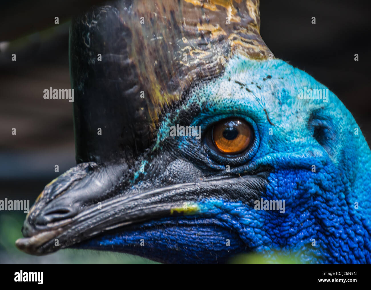 Cassowary eye hi-res stock photography and images - Alamy