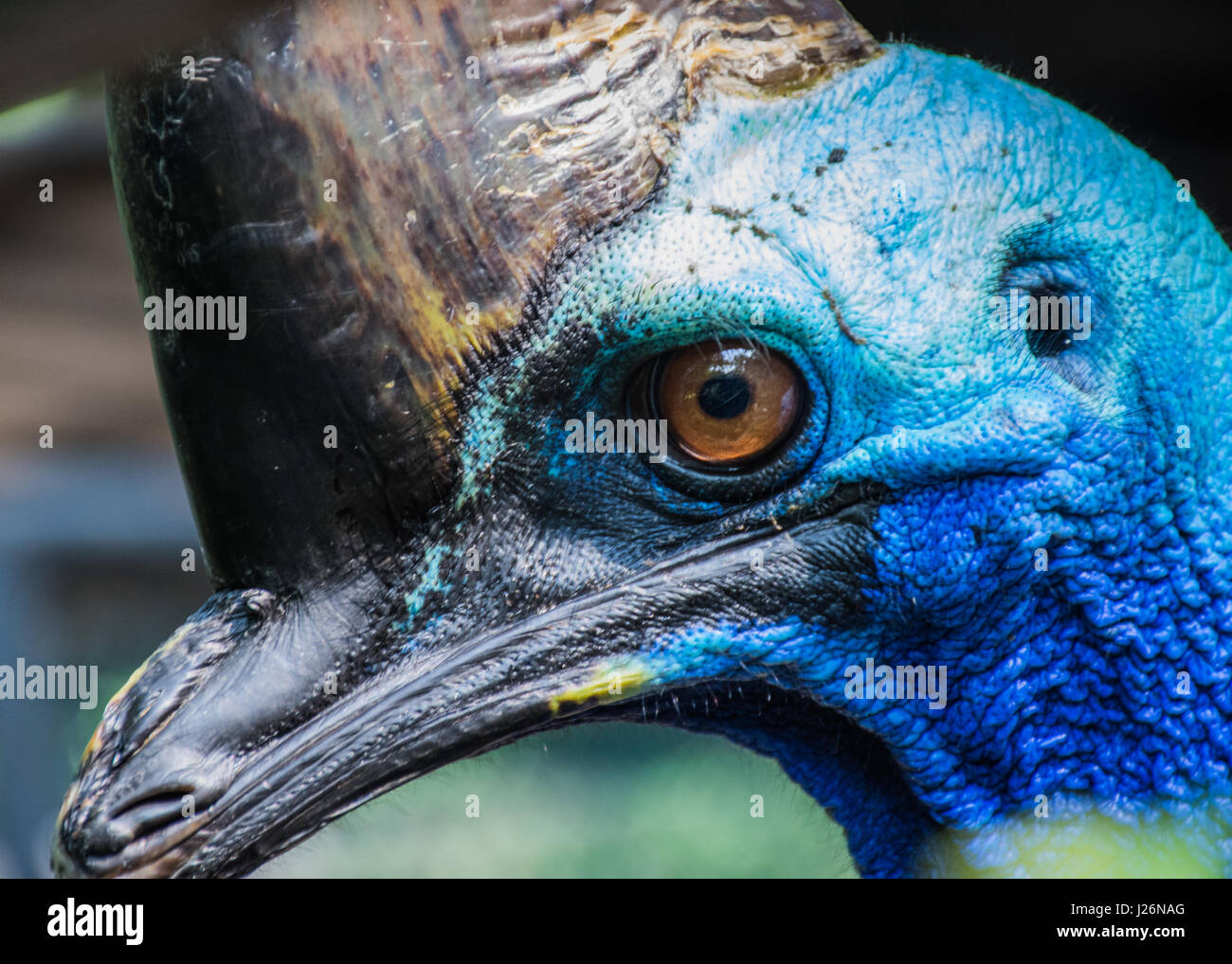 Cassowary Eye High Resolution Stock Photography and Images - Alamy
