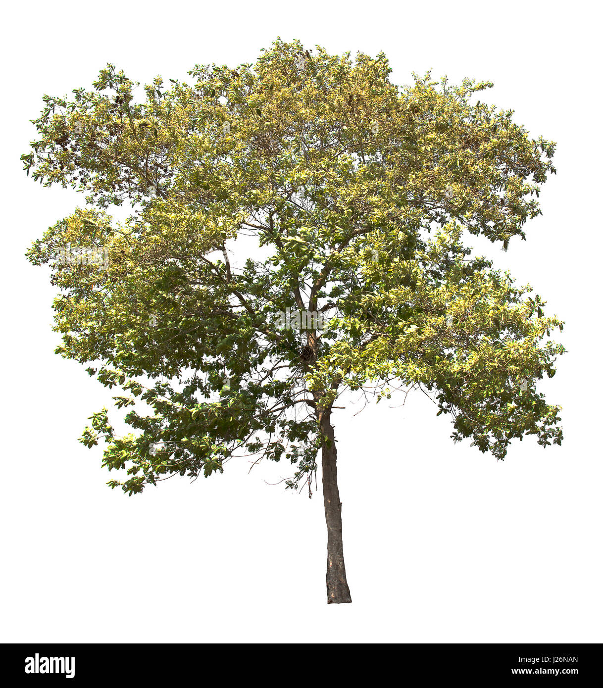 Isolated tree on white background Stock Photo - Alamy