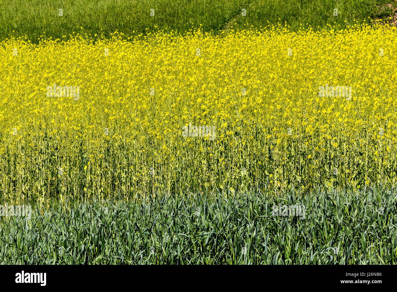 Fields of rapeseed in bloom in Switzerland Stock Photo - Alamy