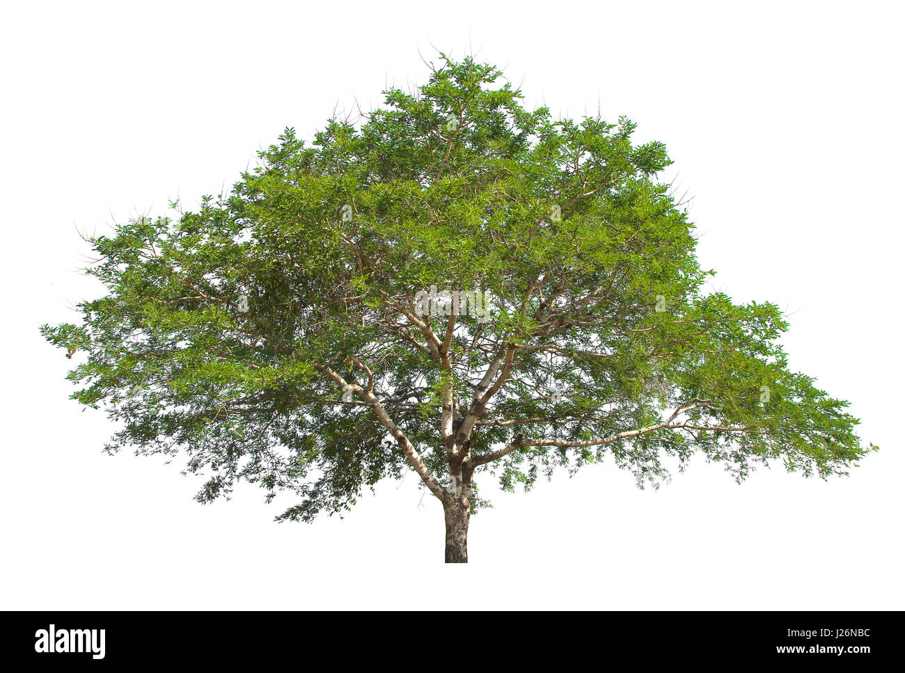 Isolated tree on white background Stock Photo - Alamy