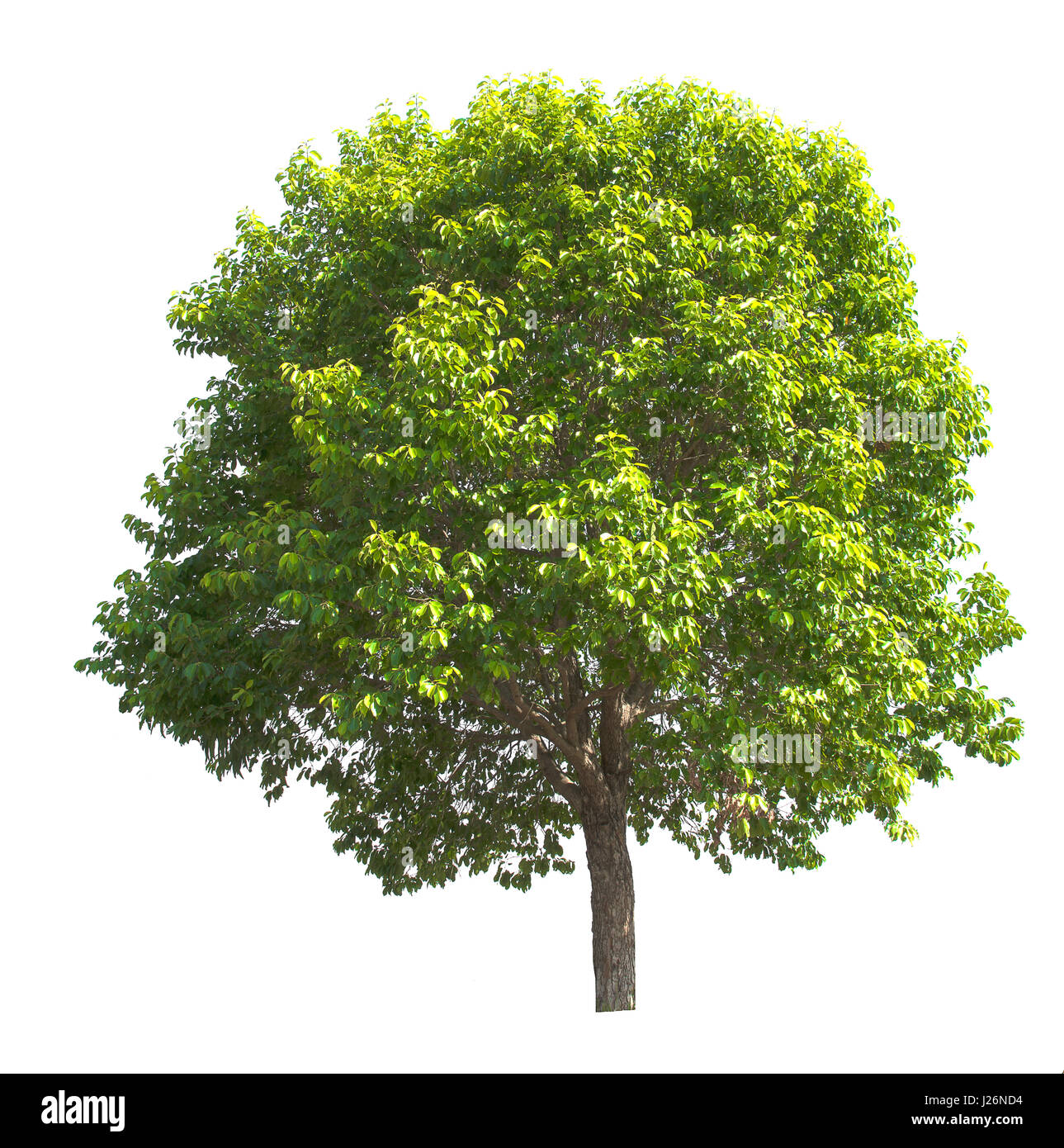 Isolated tree on white background Stock Photo - Alamy
