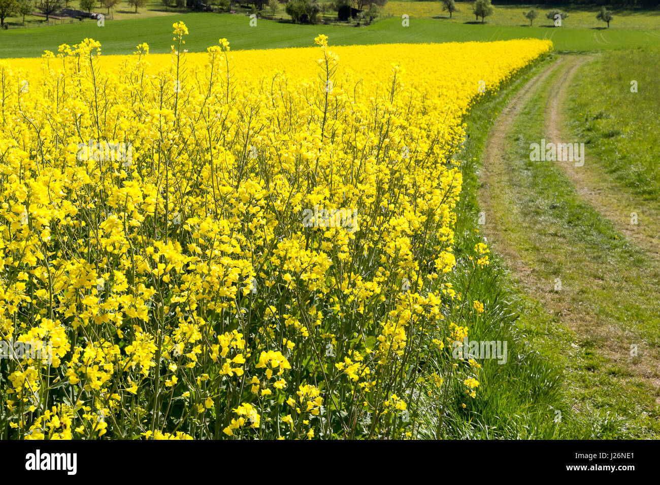 Fields of rapeseed in bloom in Switzerland Stock Photo - Alamy