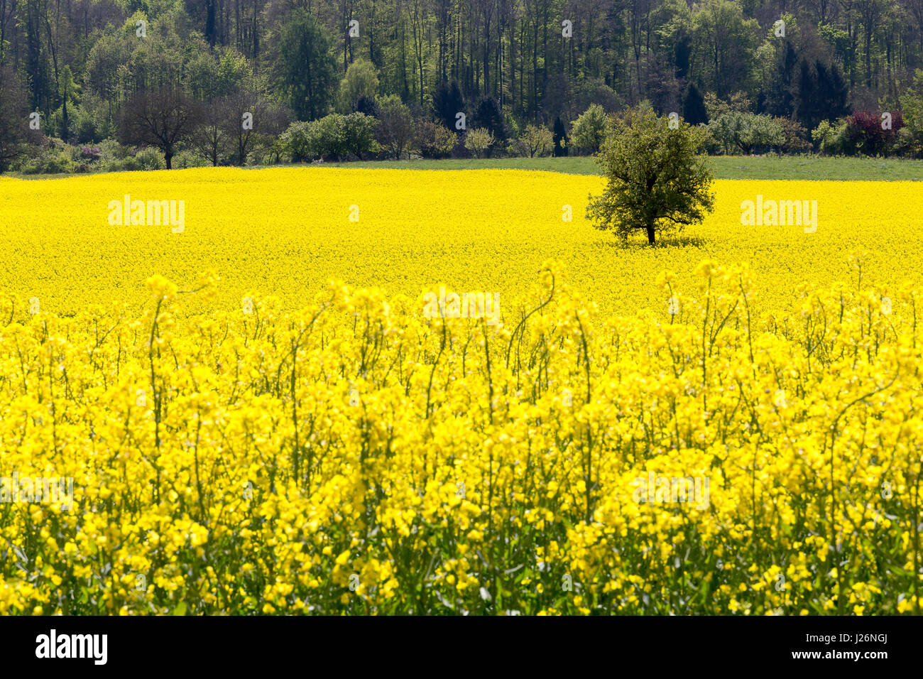 Fields of rapeseed in bloom in Switzerland Stock Photo - Alamy