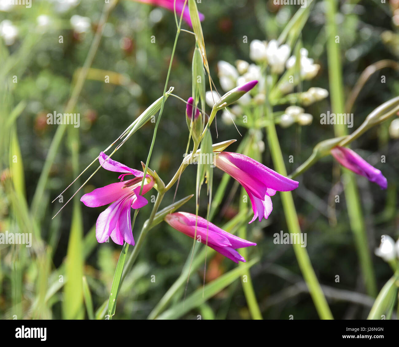pink petal flowers in cyprus Stock Photo - Alamy