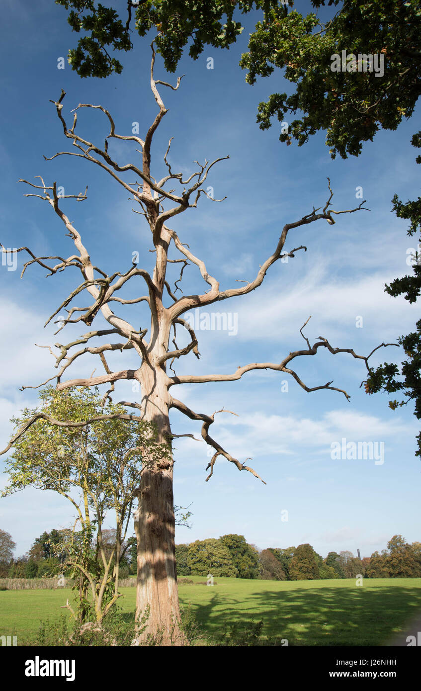 dead tree in a park with young tree close Stock Photo - Alamy
