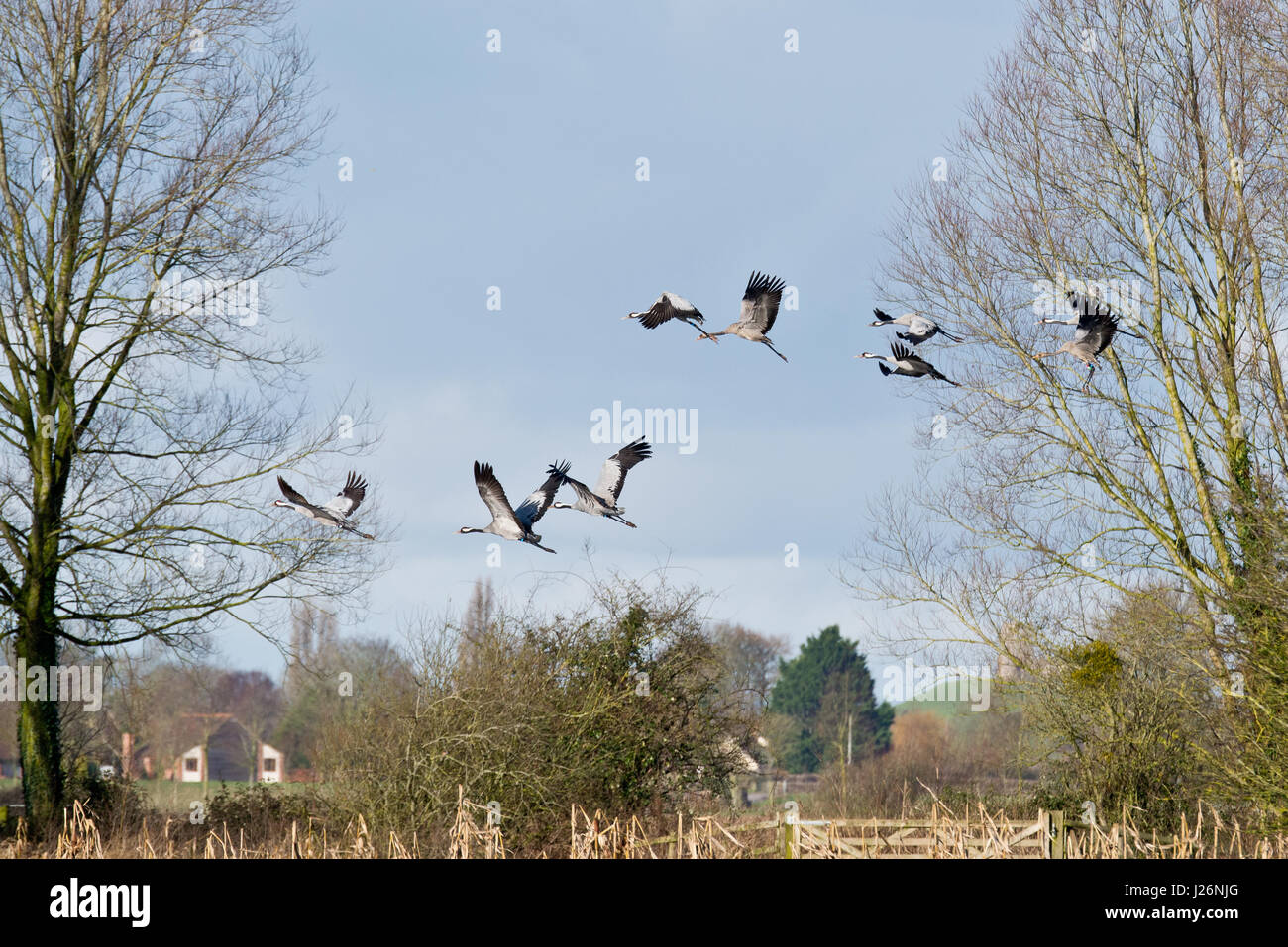 A flock of cranes taking flight from Aller Moor on the Somerset Levels ...