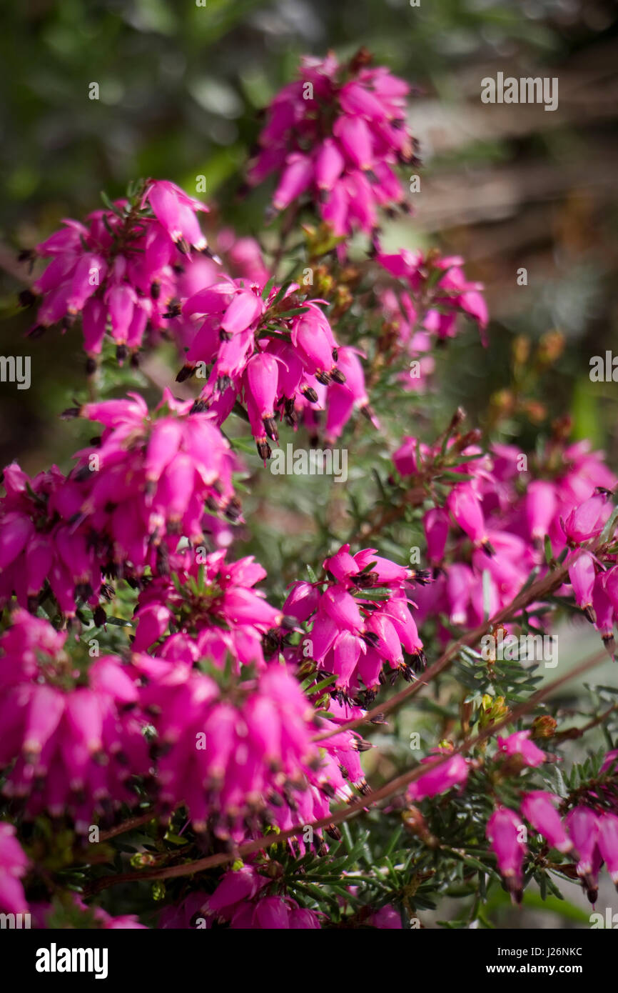 Heather garden border hi-res stock photography and images - Alamy