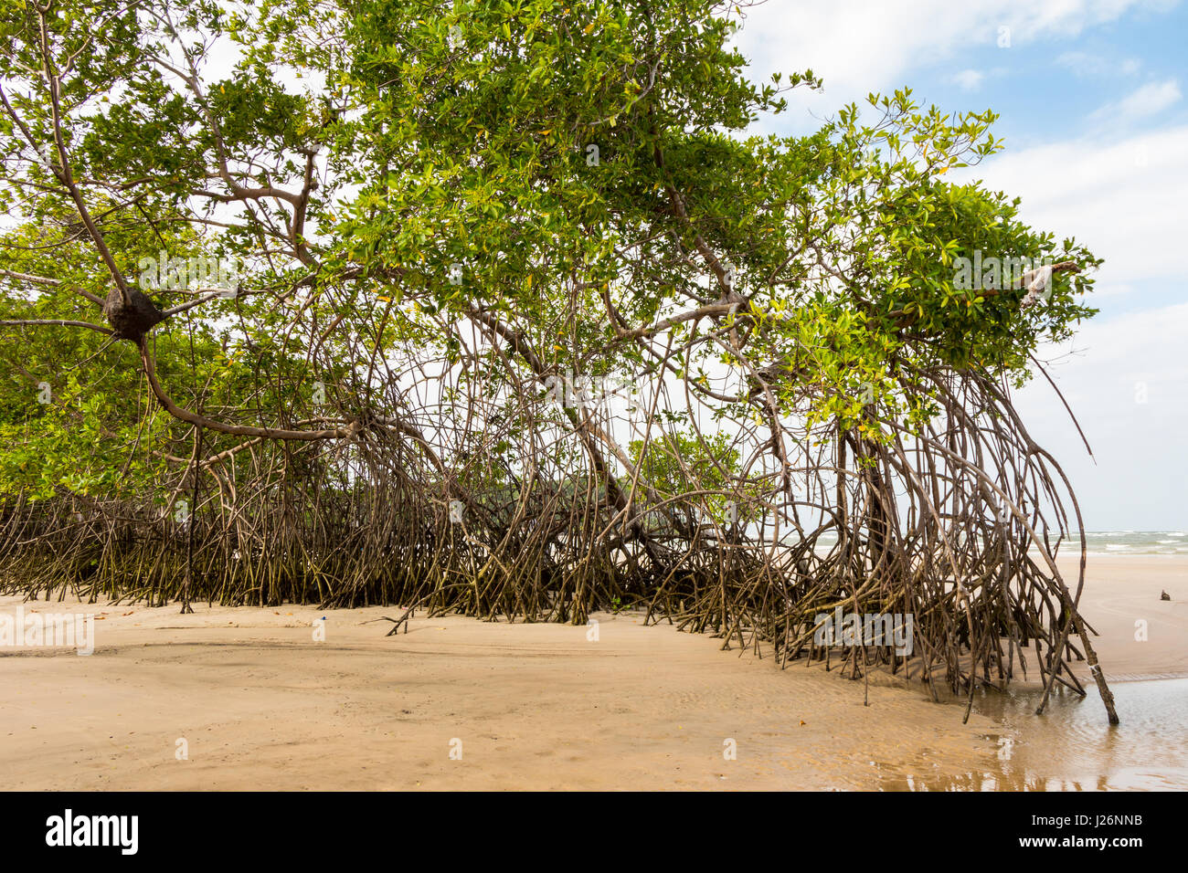 Mangrove trees roots in Barra Velha beach, by the Amazon river mouth ...
