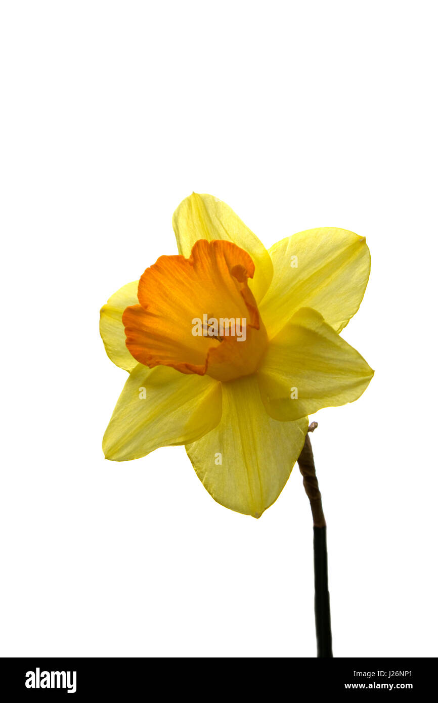 Orange yellow daffodil Cut Out Stock Images & Pictures - Alamy