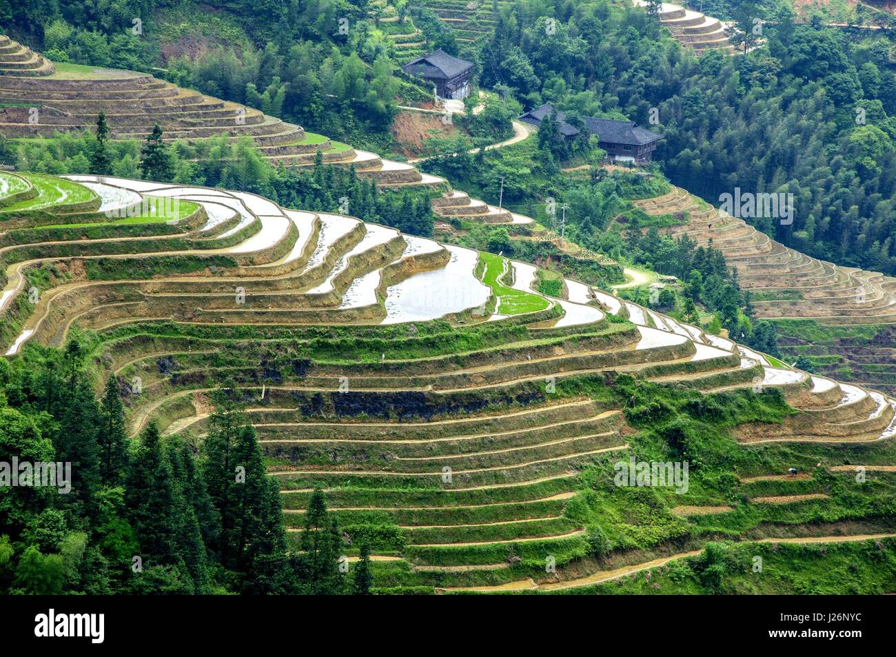 Beautiful rice terrace fields scenery in spring Stock Photo - Alamy