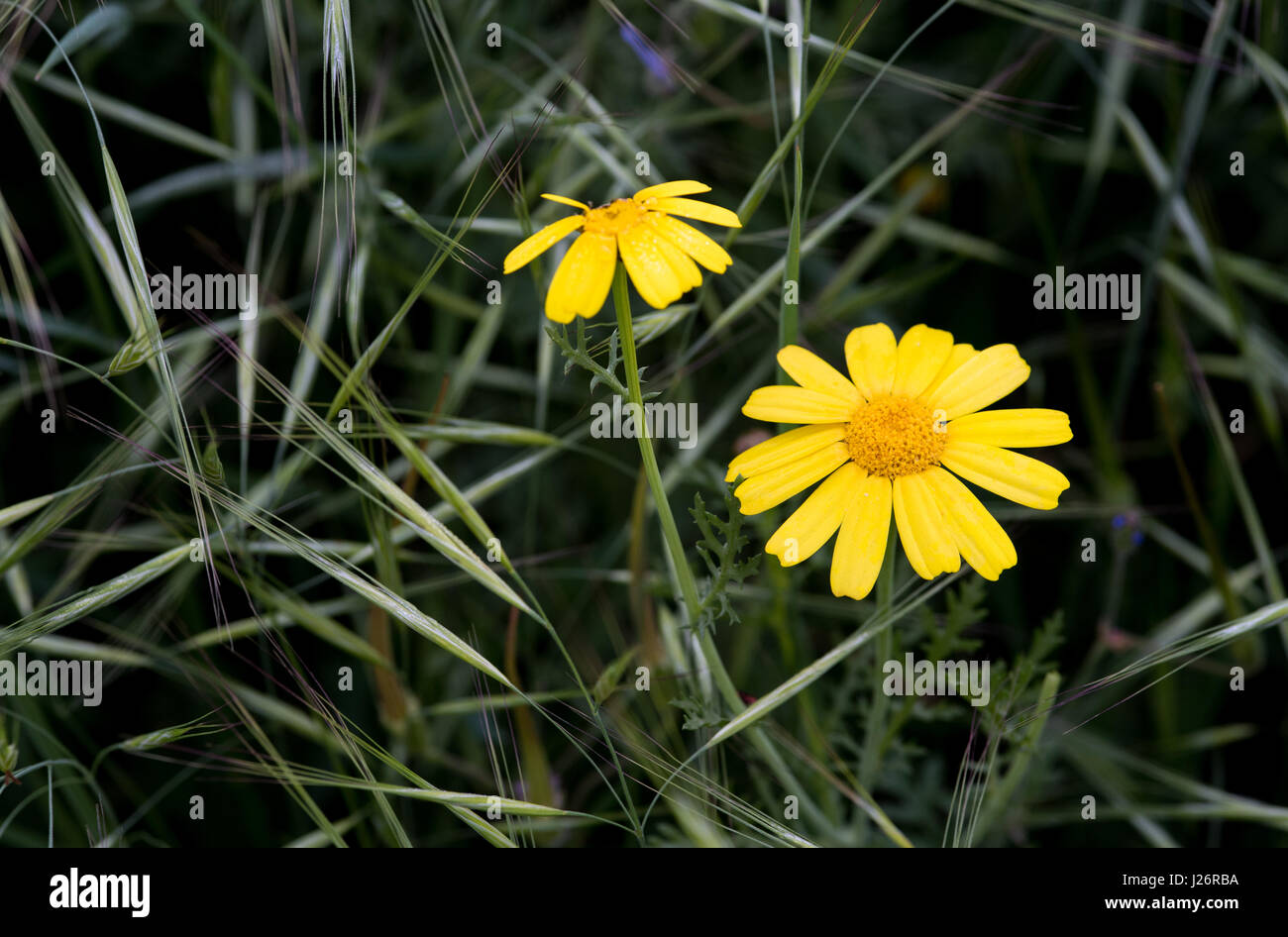 Yellow marguerite plants with fresh blooming flowers in the field Stock ...