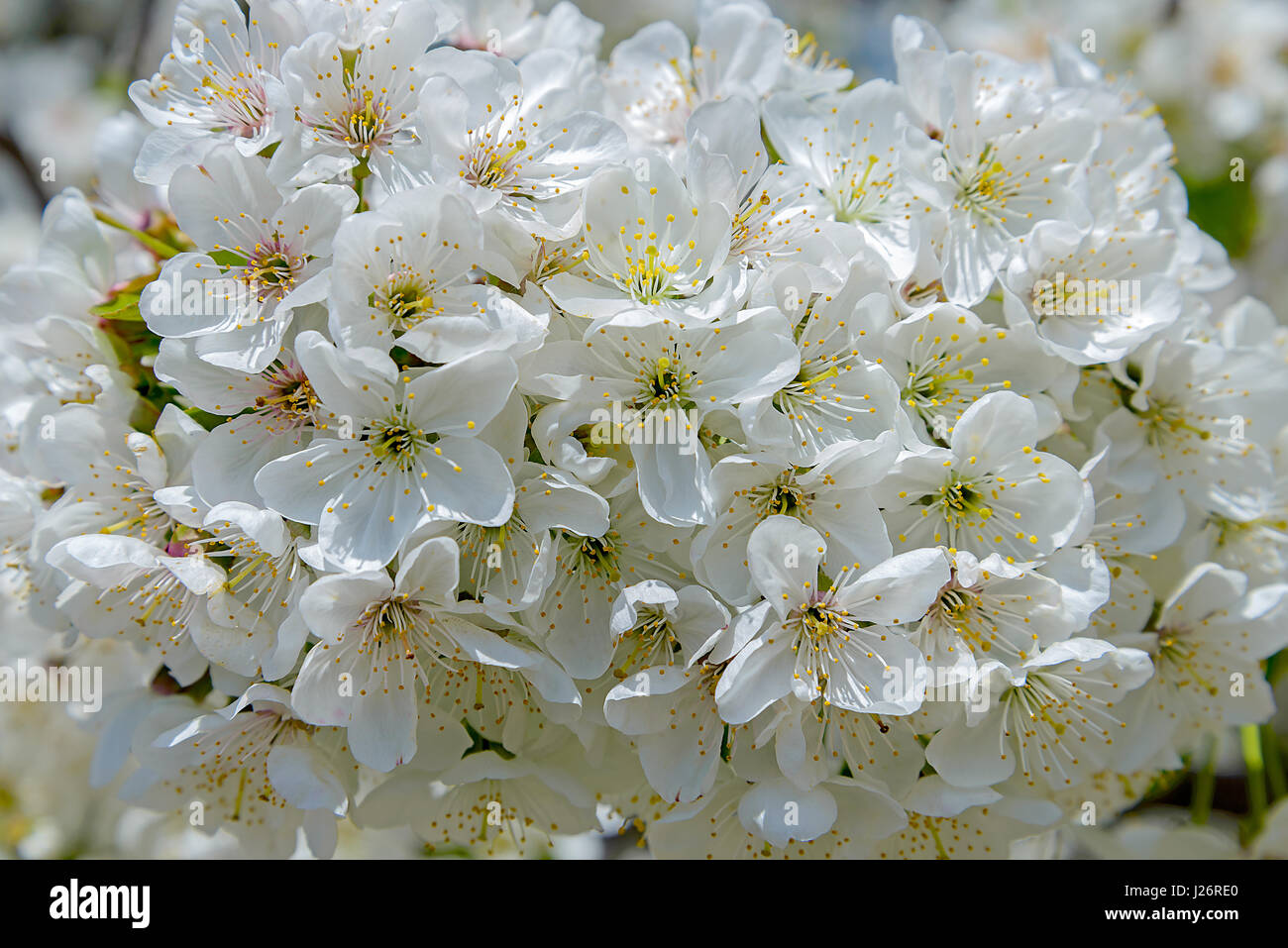 Blooming cherry branch is photographed closeup Stock Photo - Alamy