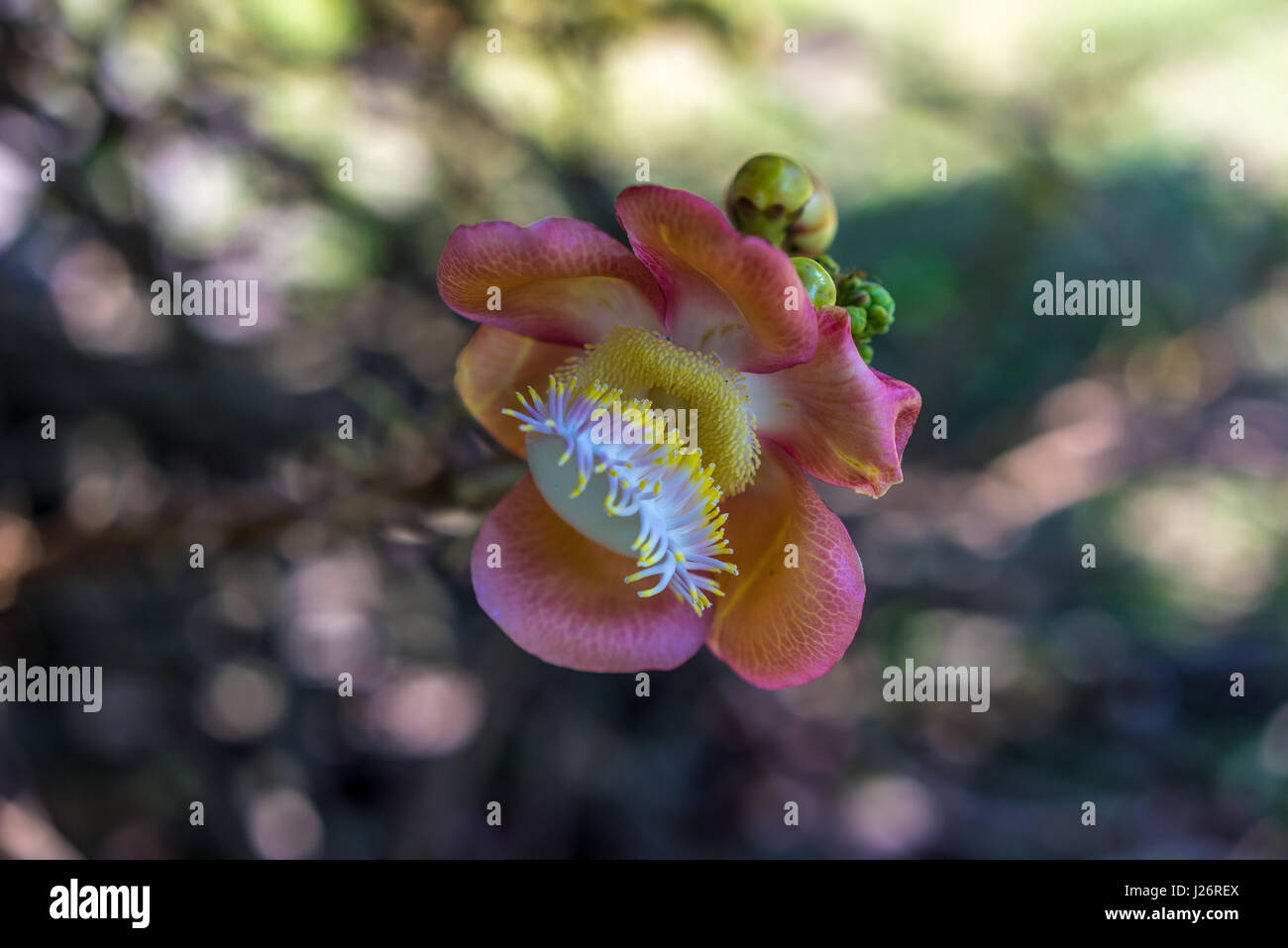 Macro of a Cannonball tree flower (Couroupita guianensis) at Mendut ...