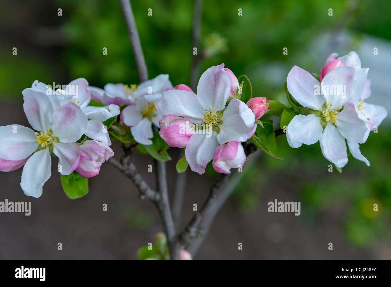 A blossoming apple tree branch is photographed close-up Stock Photo - Alamy