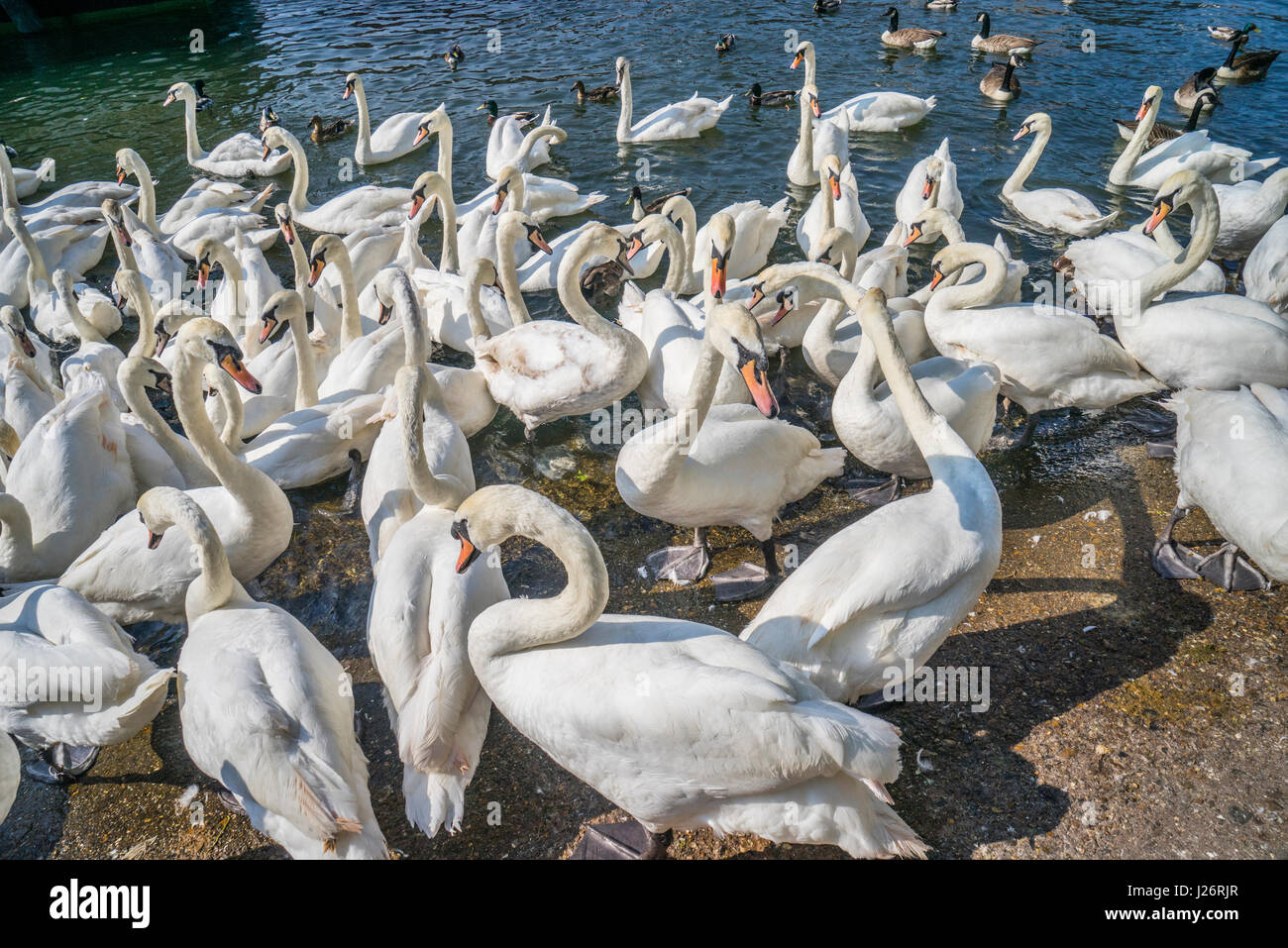Great Britain, England, Berkshire, swans on the River Thames at Windsor ...