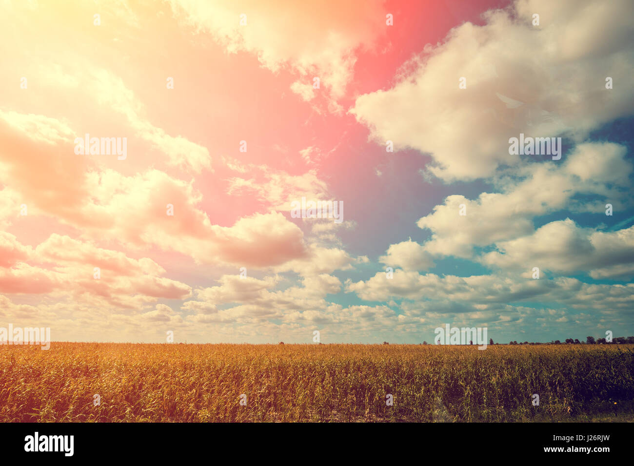 Beautiful nature, field and sunset sky with clouds Stock Photo - Alamy