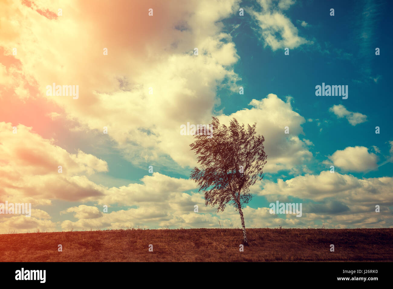 Alone tree hi-res stock photography and images - Alamy