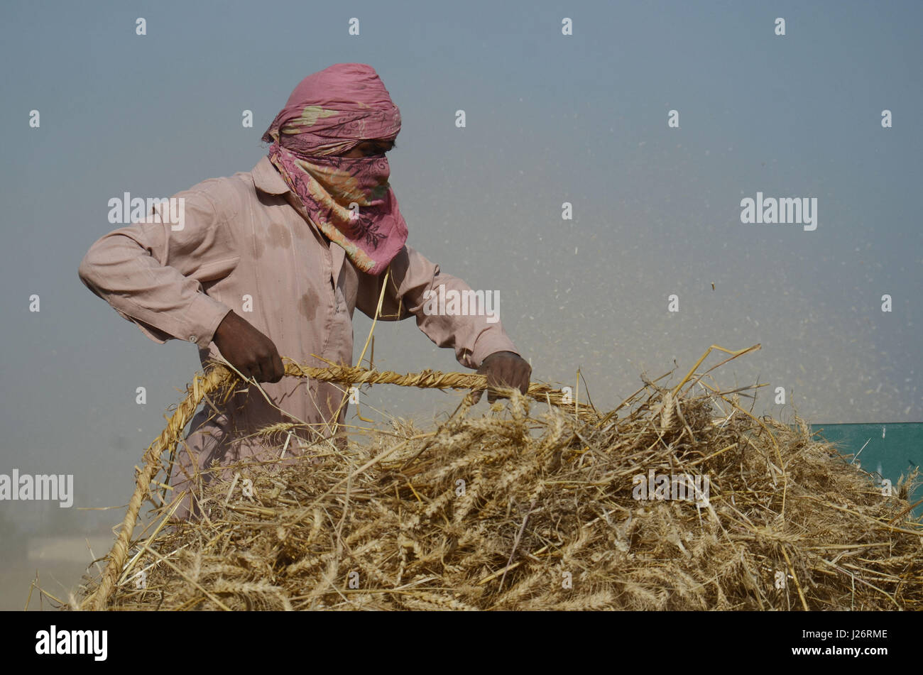 Pakistani villagers harvest wheat in a field on the outskirts of Lahore ...