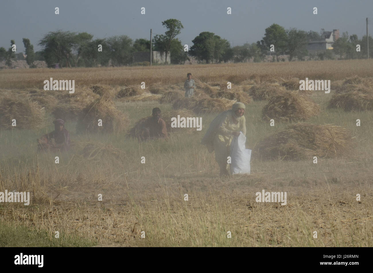 Pakistani villagers harvest wheat in a field on the outskirts of Lahore ...