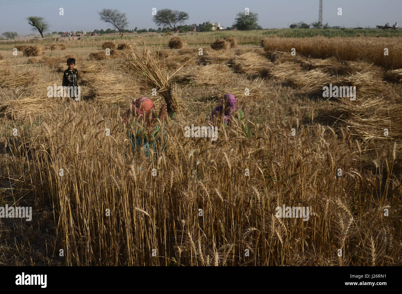 Pakistani villagers harvest wheat in a field on the outskirts of Lahore ...