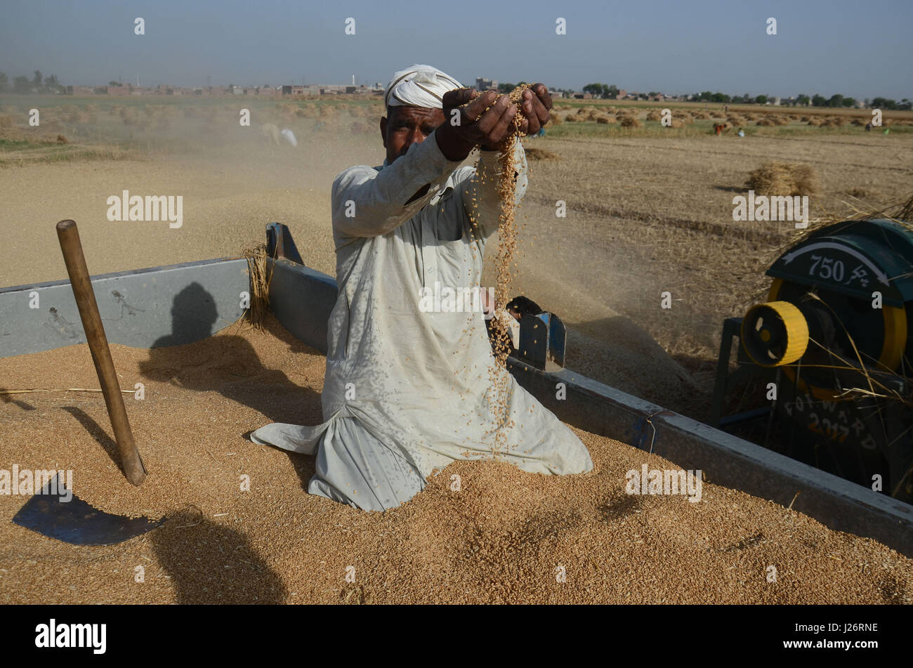 Pakistani villagers harvest wheat in a field on the outskirts of Lahore ...