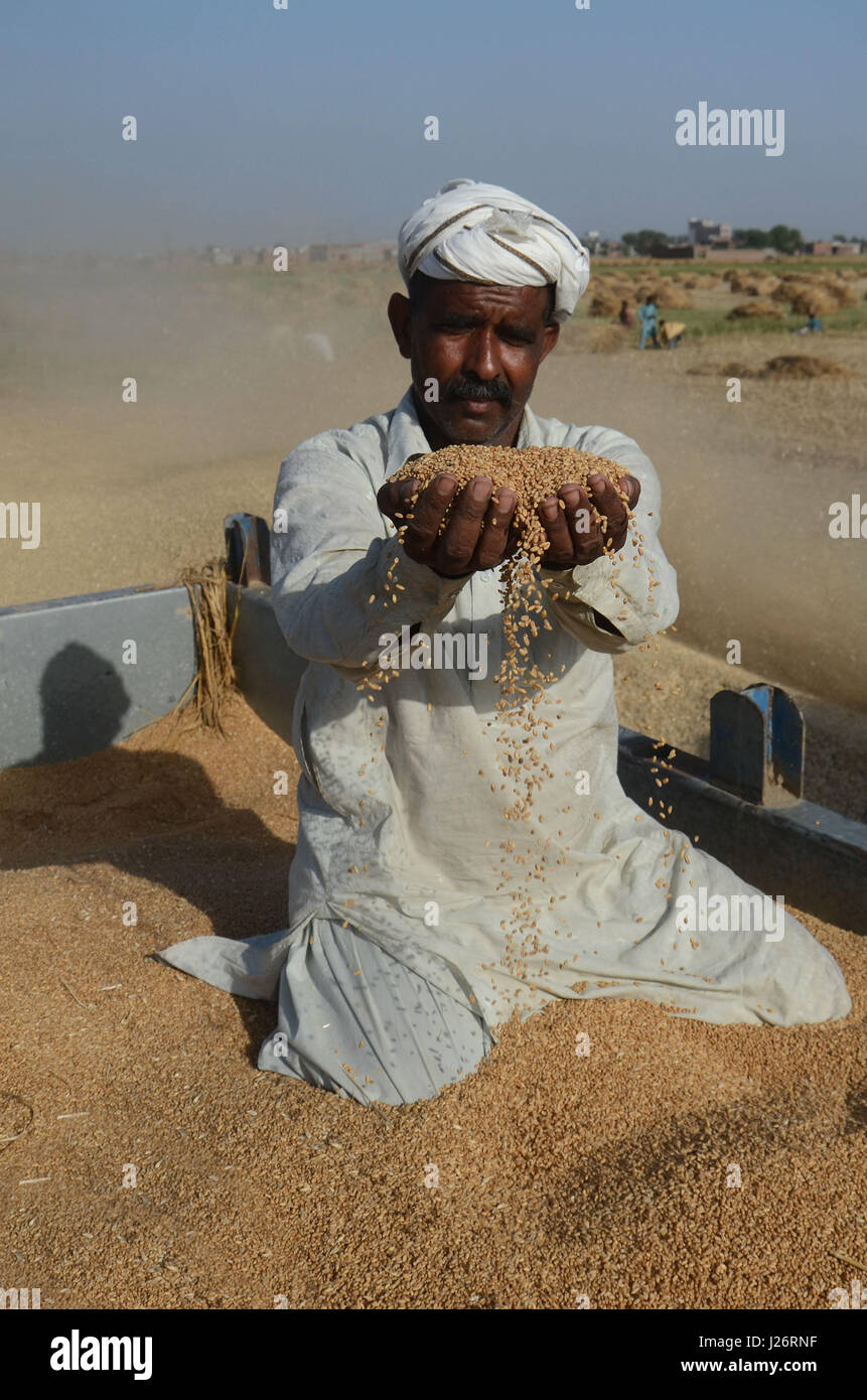 Pakistani villagers harvest wheat in a field on the outskirts of Lahore ...