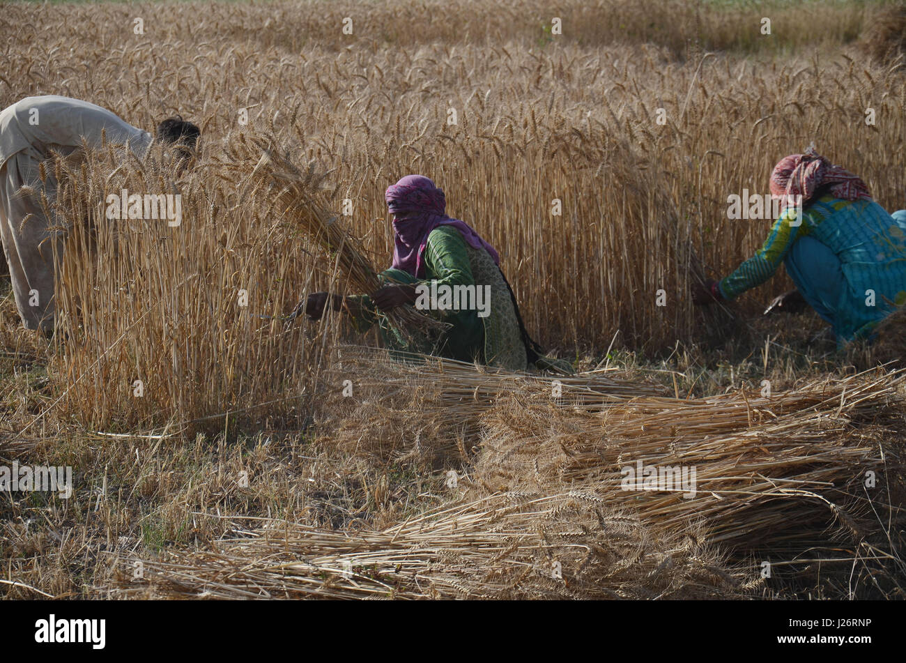Pakistani villagers harvest wheat in a field on the outskirts of Lahore ...