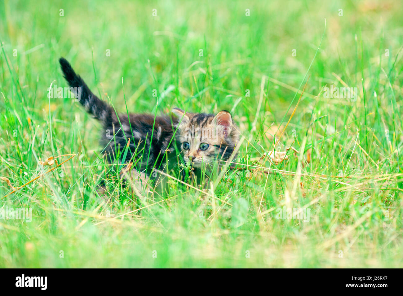 Kitten nature hi-res stock photography and images - Alamy