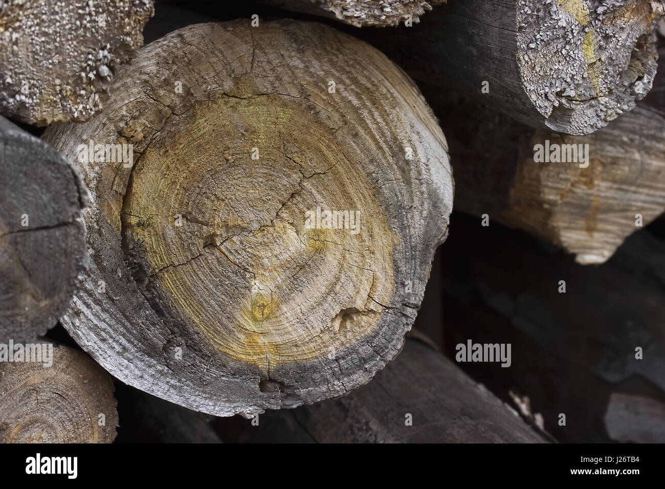 Cross section of the tree. Tree log Stock Photo - Alamy