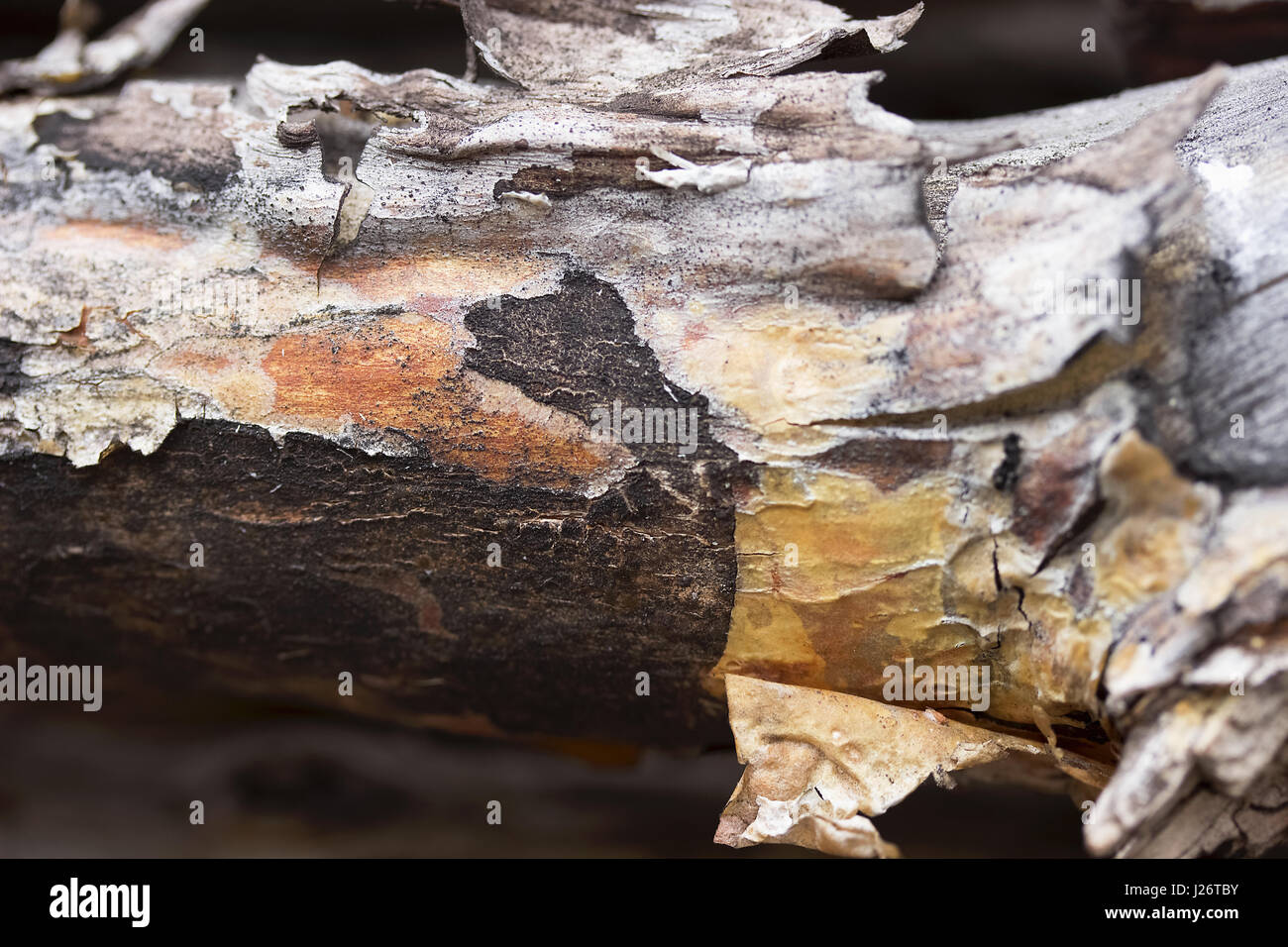 Pine log with bark in the wood close up Stock Photo - Alamy