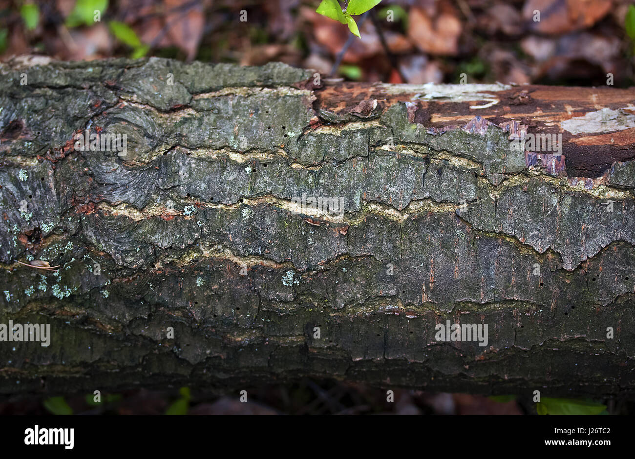 Tree log with bark in the wood close up Stock Photo - Alamy