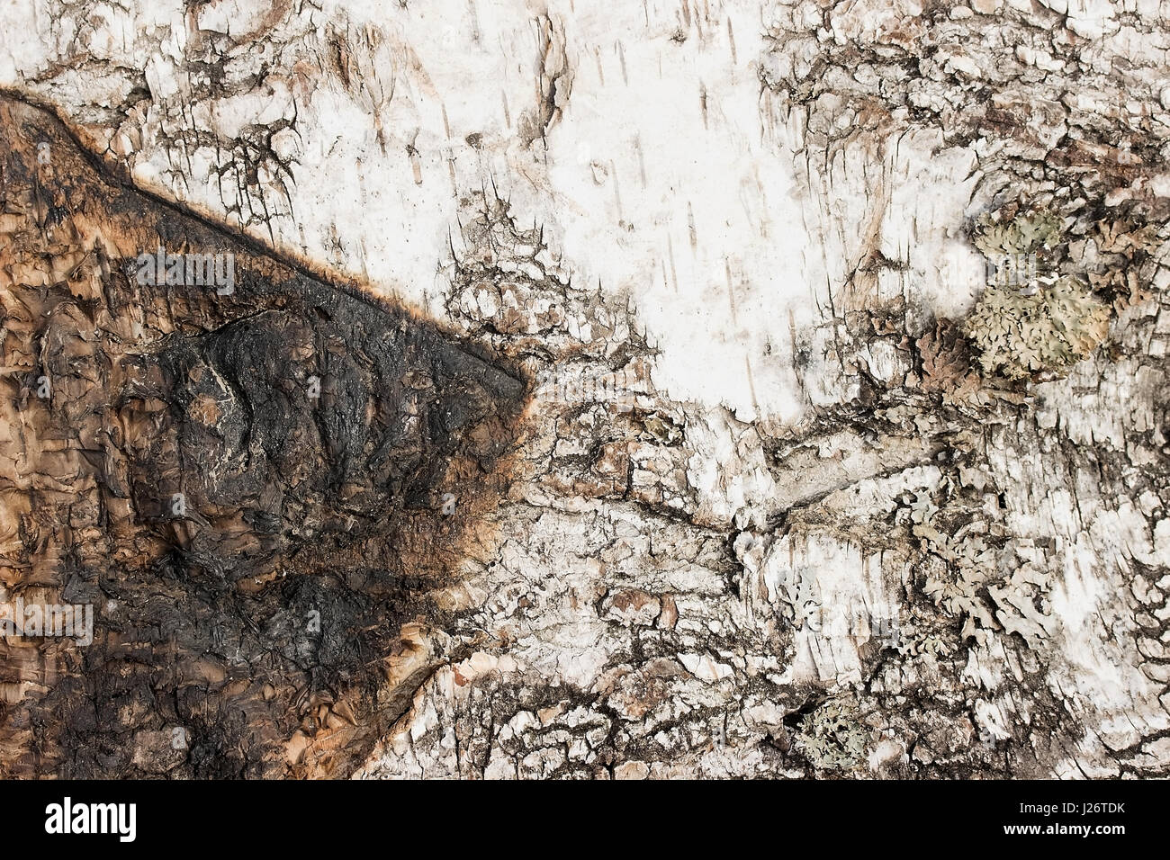 Birch Bark with burn trace Texture or background Stock Photo - Alamy